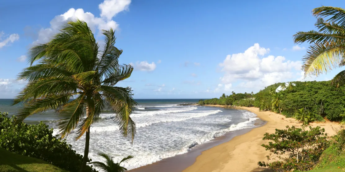 Tropical beach with palm trees and turquoise water in Puerto Rico.
