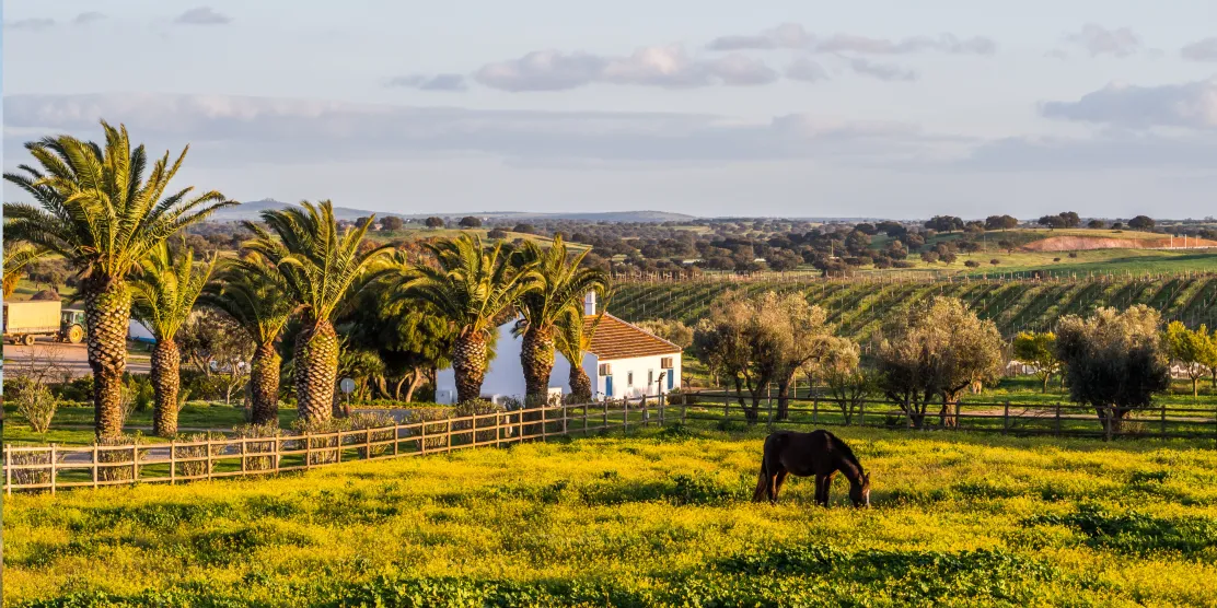 Landscape in wine region Alentejo in Portugal, at sunset.