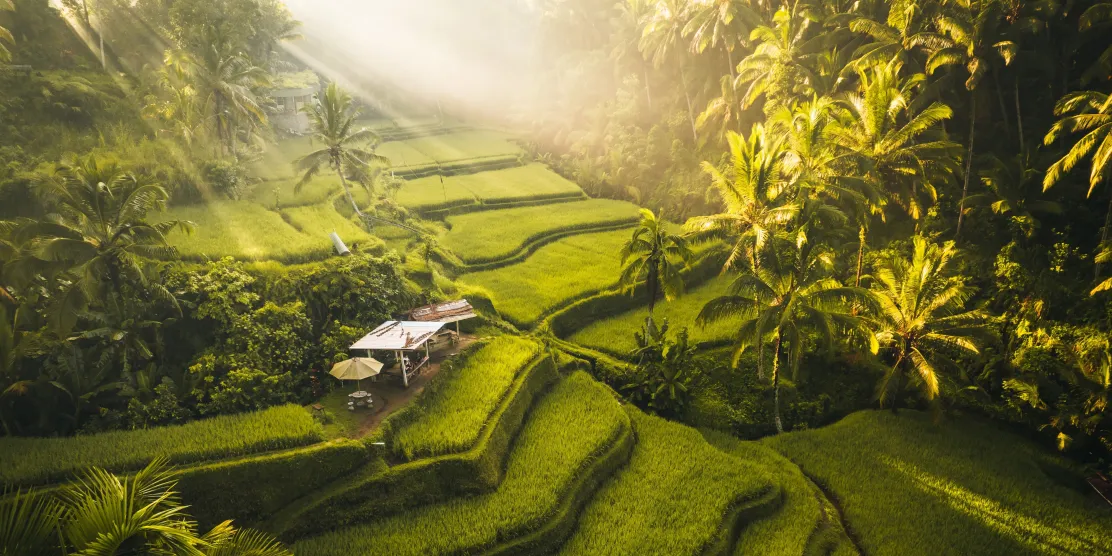 Rice fields terraces in Ubud, Bali, Indonesia