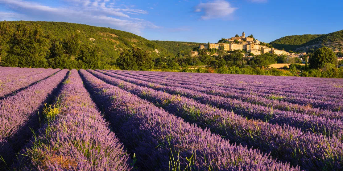 Provence Lavender field 