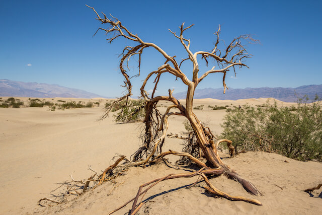 Vallée de la mort arbre dunes sable ciel bleu